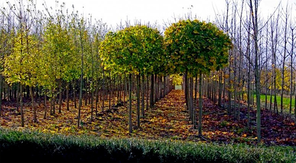 Cork’s Largest Landscaping Company With Over 25 Years of Experience